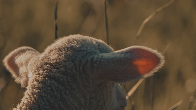 The Passover Lamb - Christians for Israel International